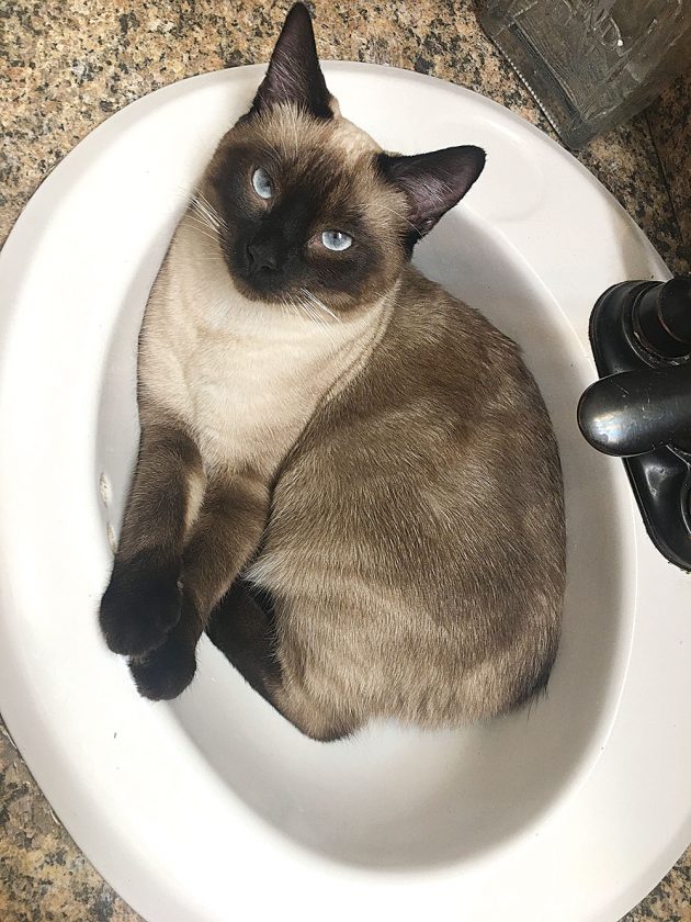 Still time to vote for Violet the cat | News, Sports, Jobs - Minot ...